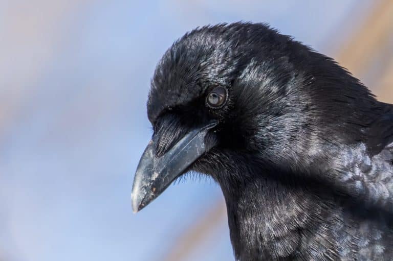 This Bird Steals Money: Never Underestimate a Crow's Intelligence - A-Z ...