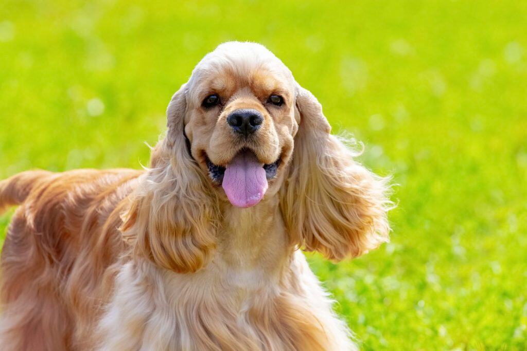 Meet the Adorable Dog Breeds with the Longest Ears - A-Z Animals