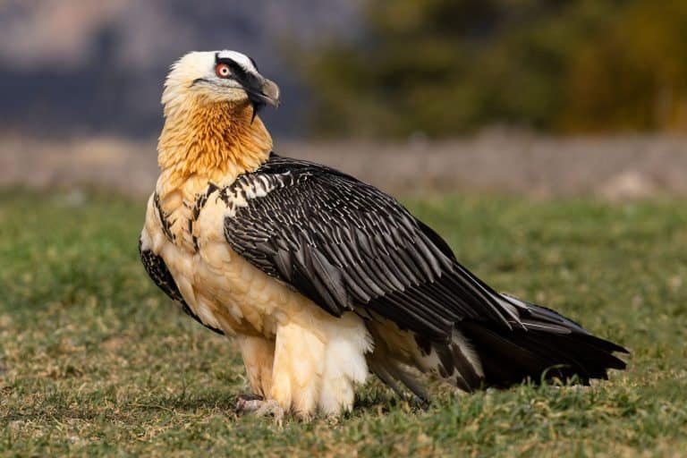 How Bearded Vultures Use Natural Dye to Transform Their Feathers - A-Z ...