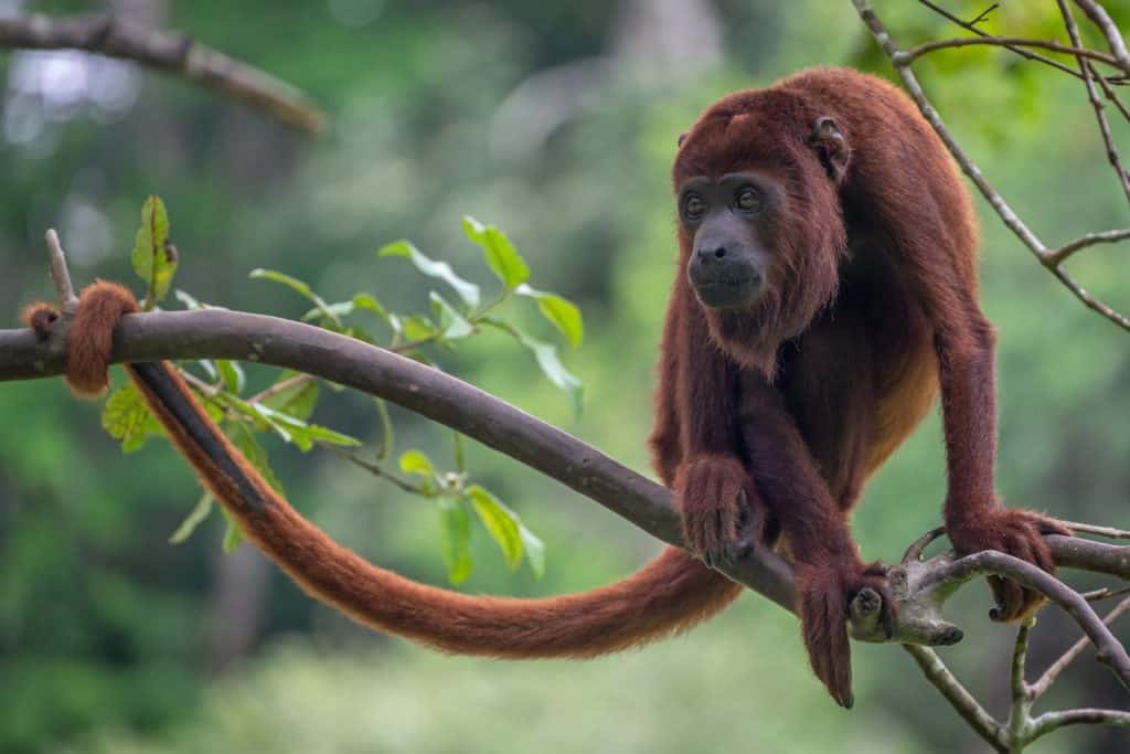 These Primates Have the Longest Tails - A-Z Animals