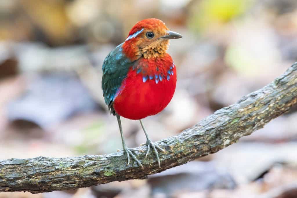 Bird Populations Decline in 2025 State of the World's Birds Report - A ...