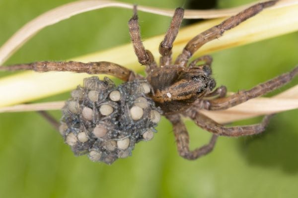 Watch a Wolf Spider Tote Dozens of Crawling Babies on Her Back - A-Z ...