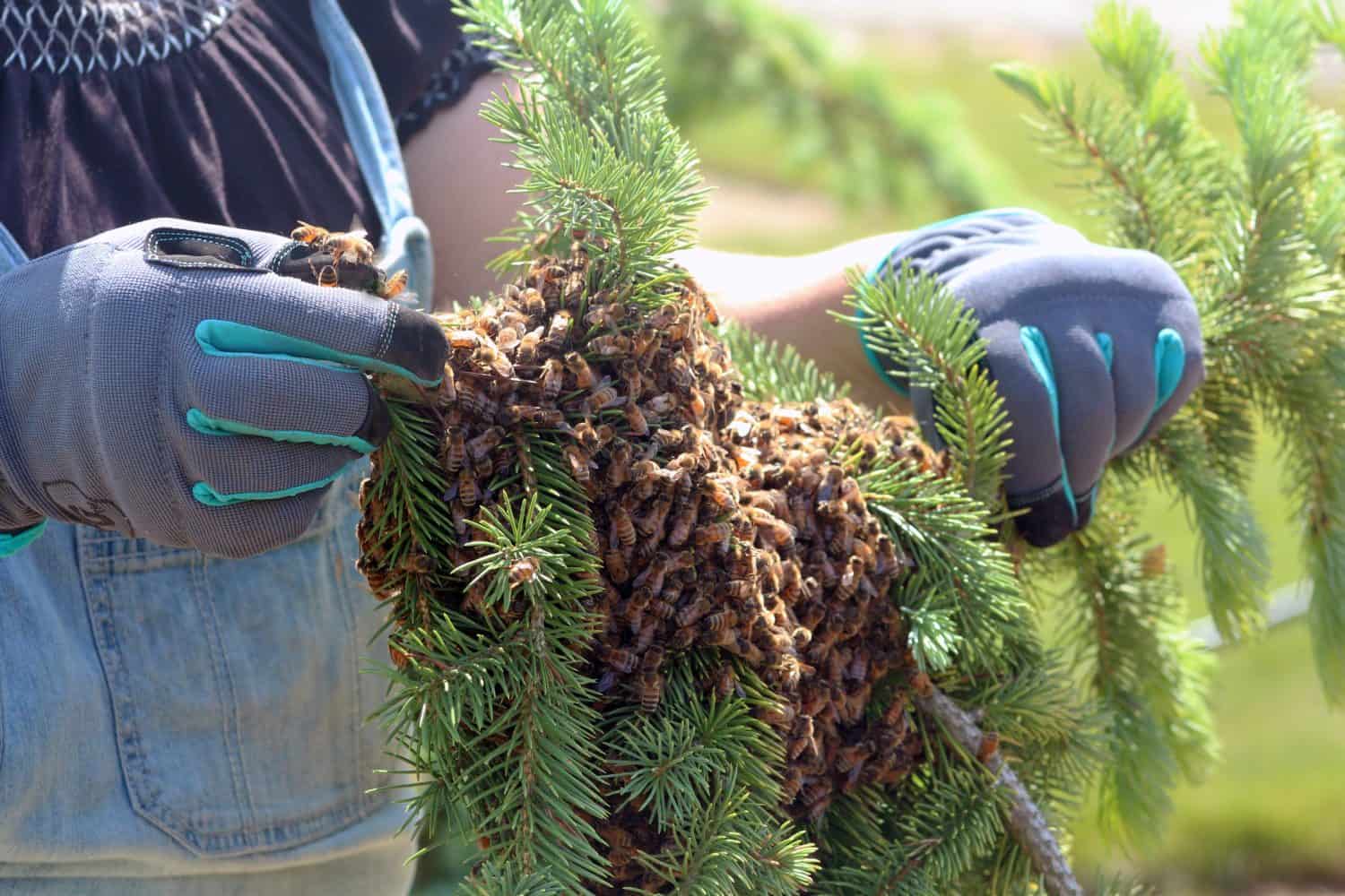 What You Need to Know About Bee Swarms - A-Z Animals