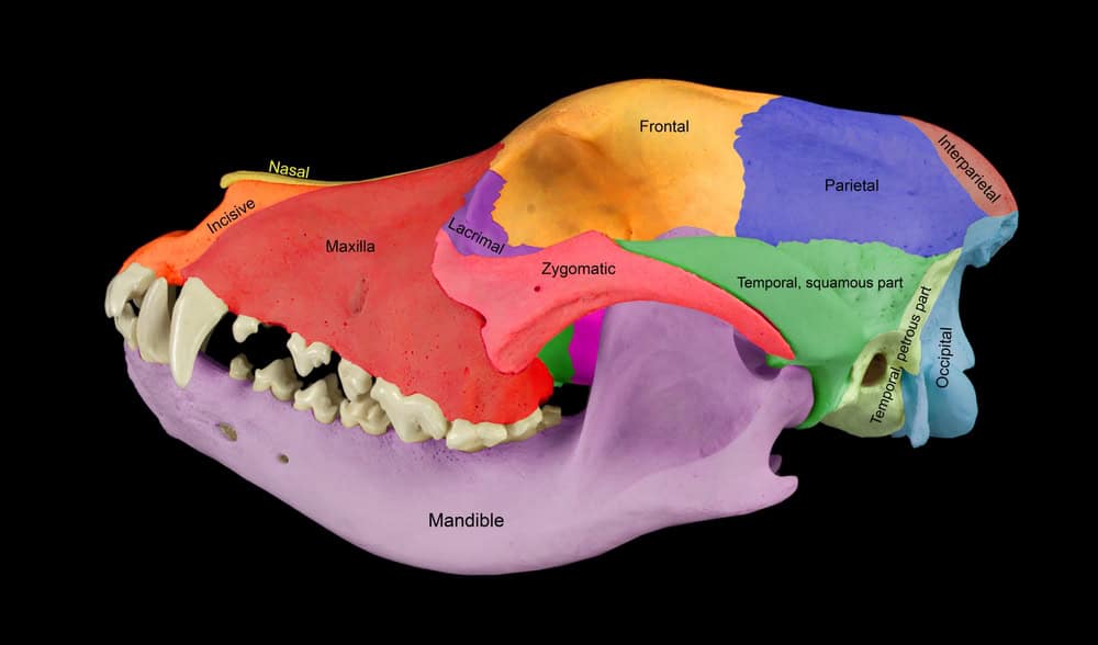 Boop! The Amazing Anatomy of a Dog's Nose - A-Z Animals