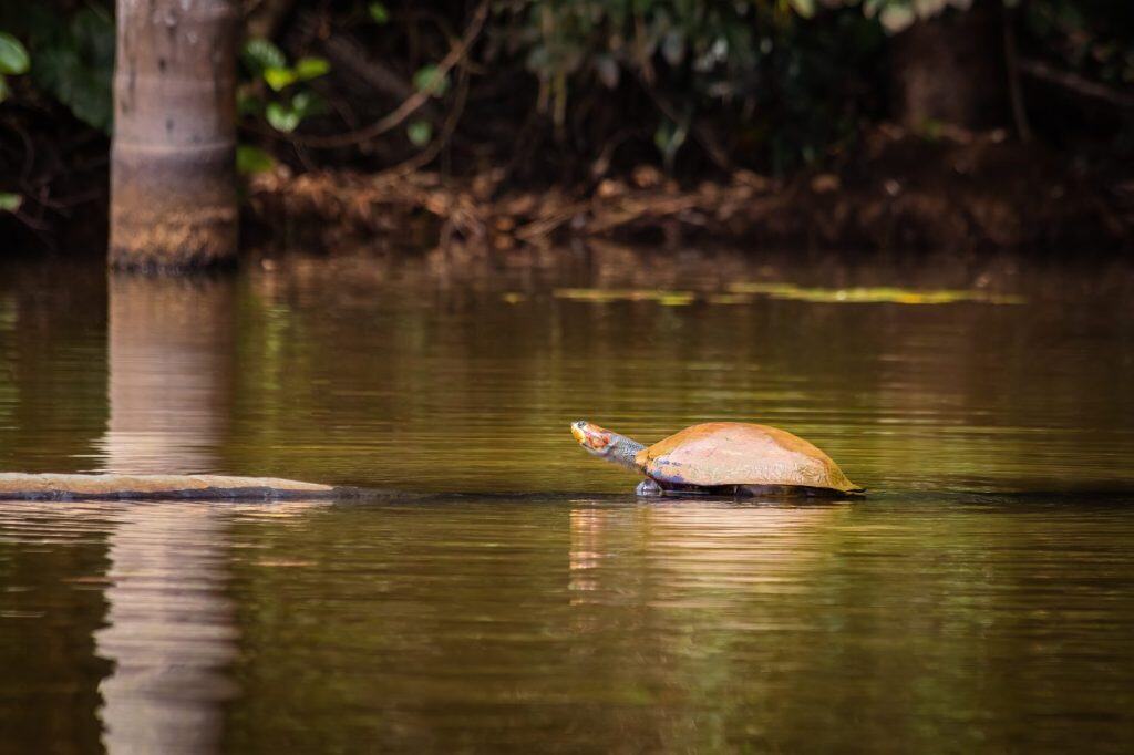 How Scientists Counted 41,000 Giant River Turtles in the Amazon - A-Z ...