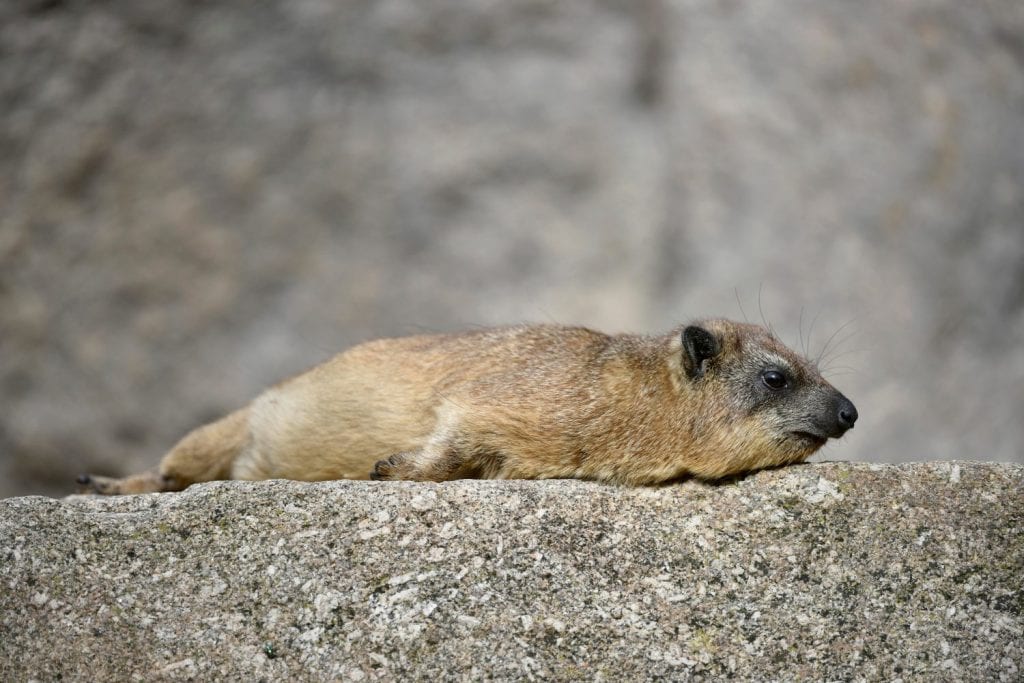 Meet the Sleepy Cliff-Dwellers With Saber-Tooth Smiles - A-Z Animals