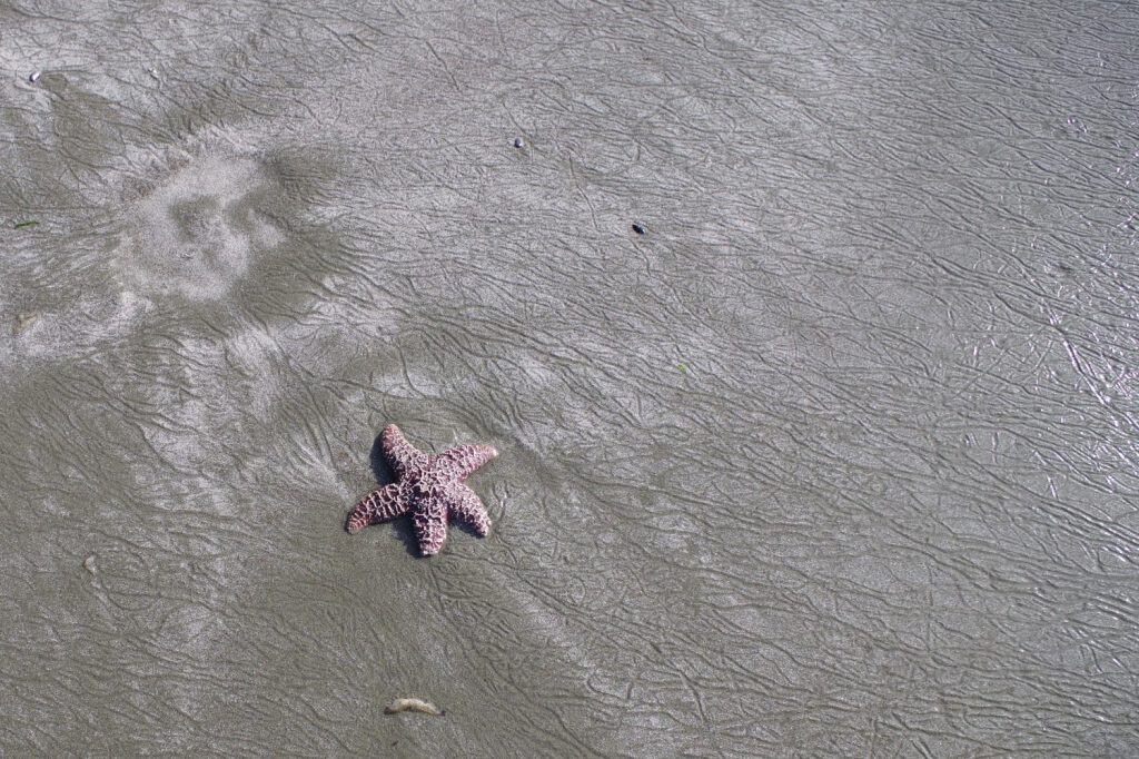What Killed 5 Billion Starfish? - A-Z Animals