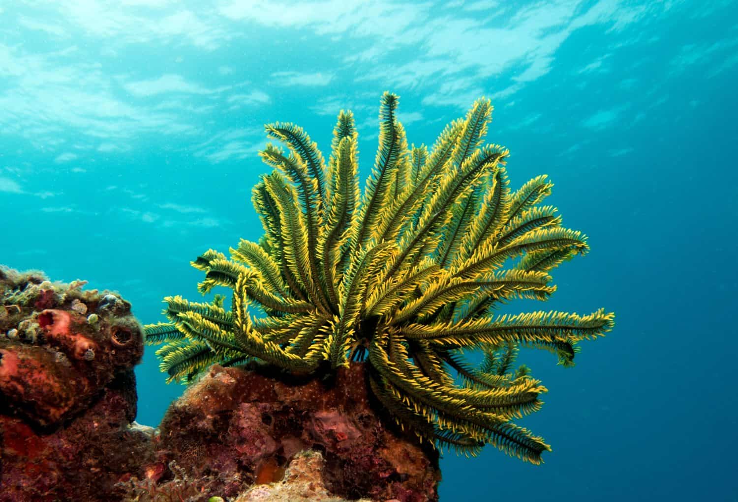 Feather Star Animal Facts - Comatulida - A-Z Animals