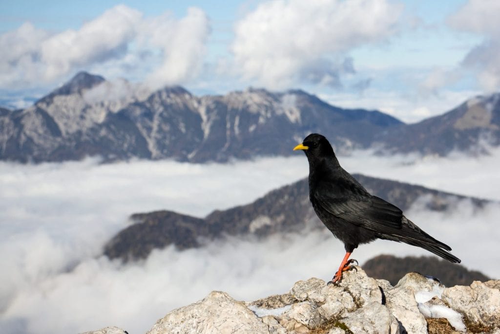 These Birds Fly Higher Than All the Rest - A-Z Animals