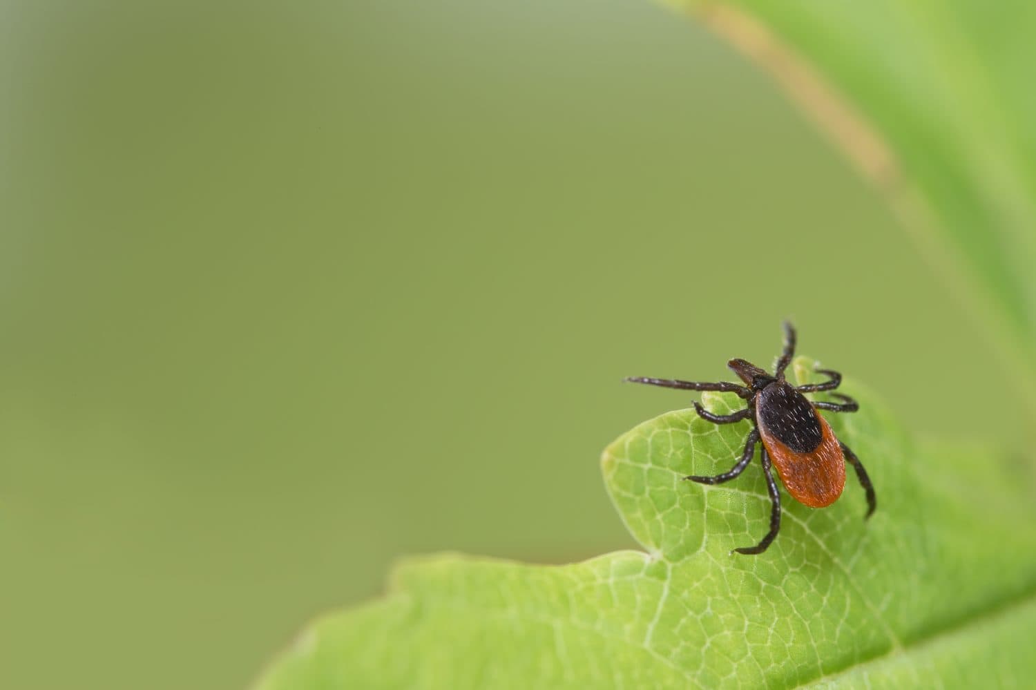 Why Tick Season Now Lasts Longer Than Ever - A-Z Animals