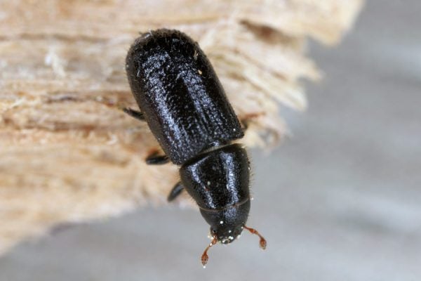 Pine Beetle Animal Facts - Dendroctonus ponderosae - A-Z Animals