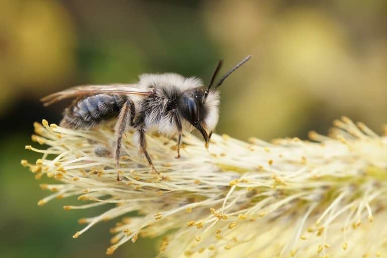Your A-Z Guide to Bee Species - A-Z Animals