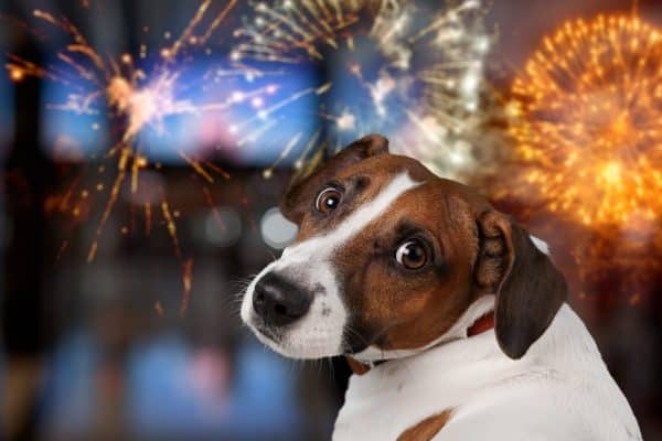 I Used to Enjoy Fireworks Until I Saw How They Impacted My Dog - A-Z ...