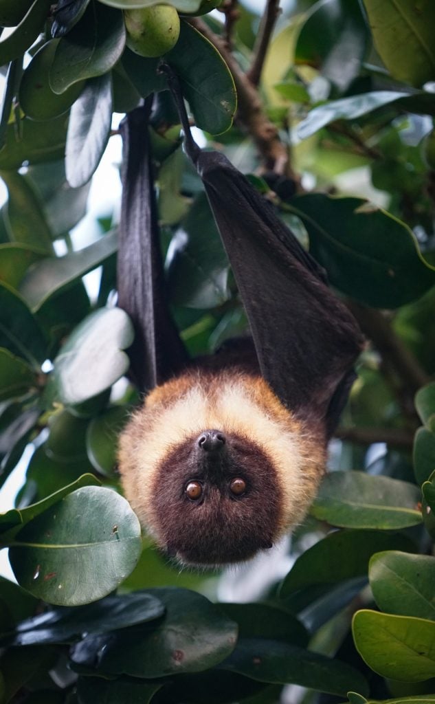 Which Megabat Rules the Skies? Meet the Largest Bats on Earth - A-Z Animals
