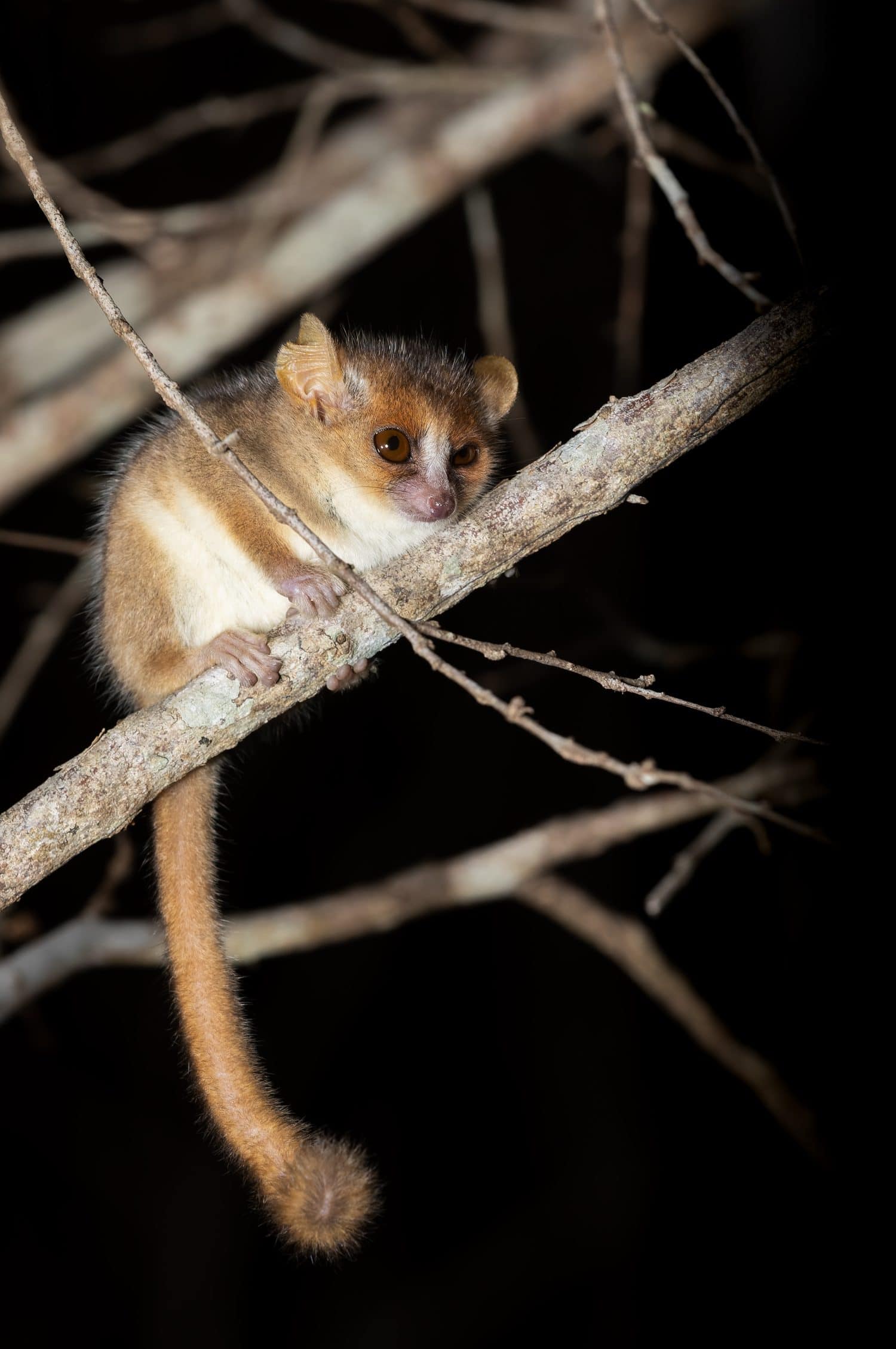 The World Just Got 1,300 New Mammal Species — and Counting - A-Z Animals