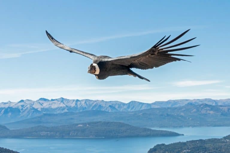 These Birds Fly Higher Than All the Rest - A-Z Animals