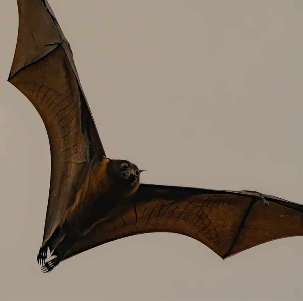 Which Megabat Rules the Skies? Meet the Largest Bats on Earth - A-Z Animals