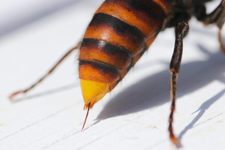 The Real Reason Bees Sting and Why They Die Afterward - A-Z Animals