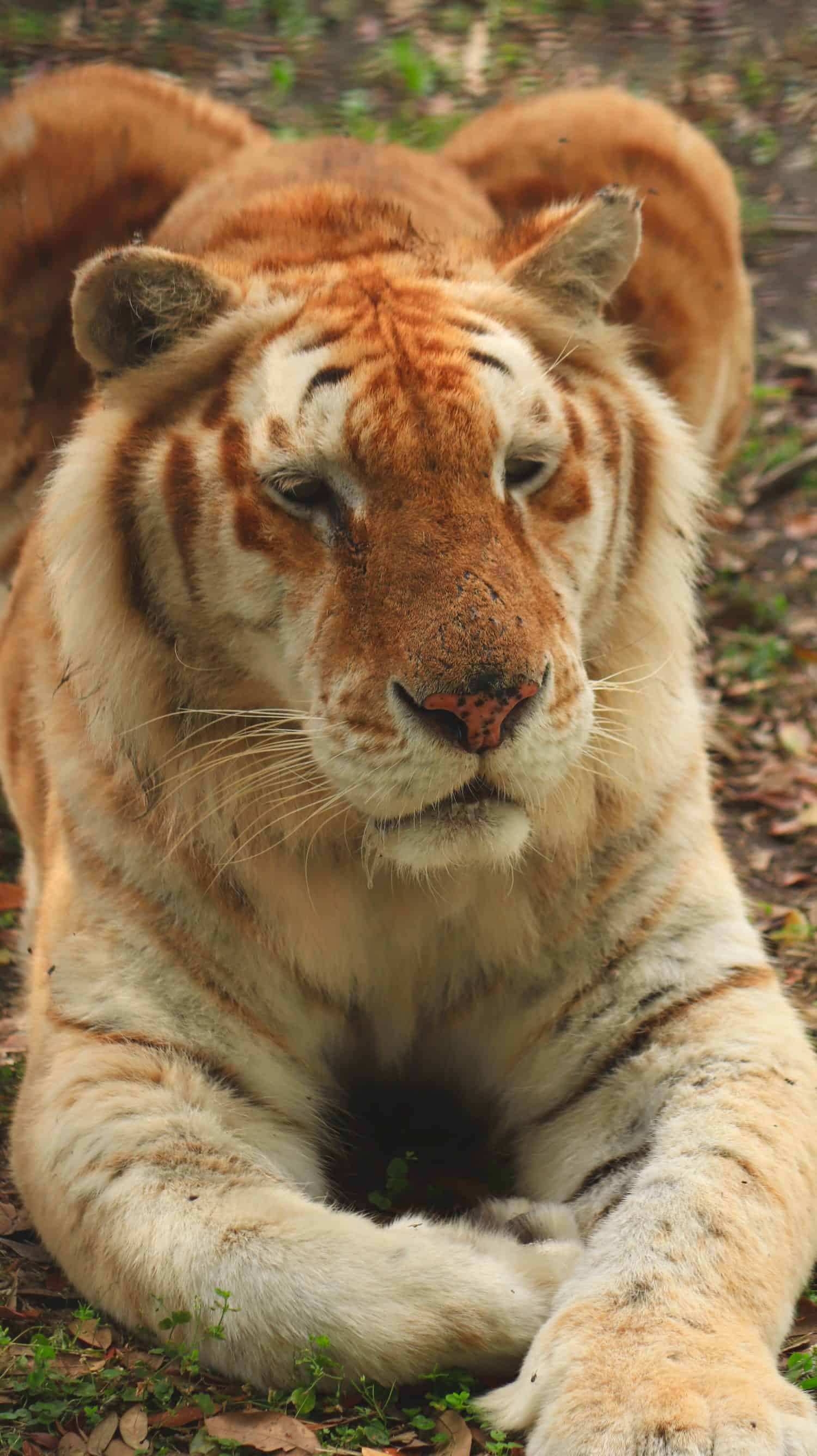 The Strangest Animal Hybrids, From Zonkeys to Wolphins - A-Z Animals