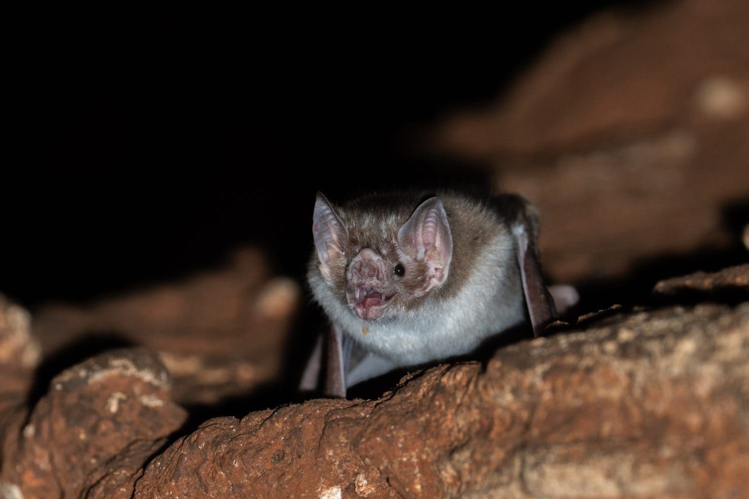 Why Do Some Bats Walk on the Ground? - A-Z Animals