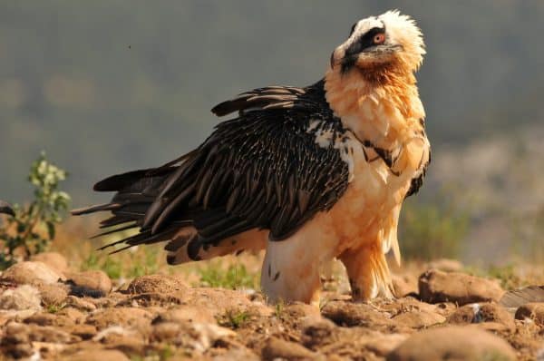 How a Bearded Vulture's Stomach Acid Dissolves Entire Bones - A-Z Animals