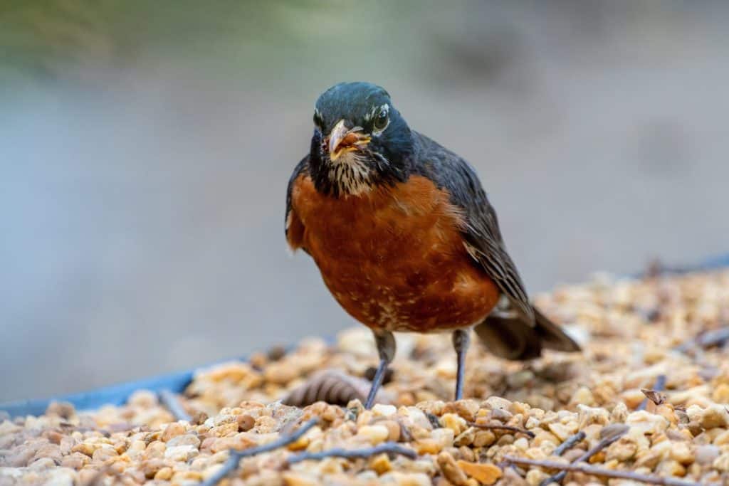 What's the Difference Between a Male vs. Female Robin? How to Tell Them ...