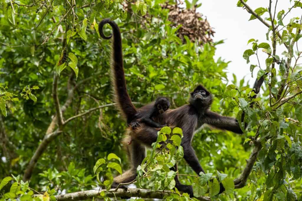These Primates Have the Longest Tails - A-Z Animals