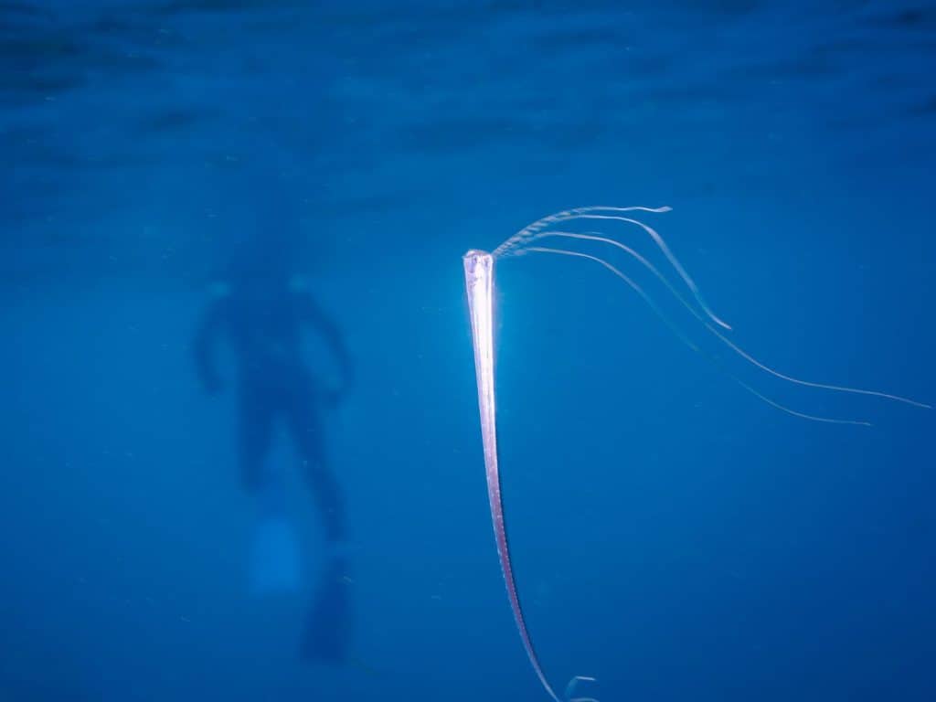 Meet the World's Longest Bony Fish That Inspired Doomsday Myths - A-Z ...