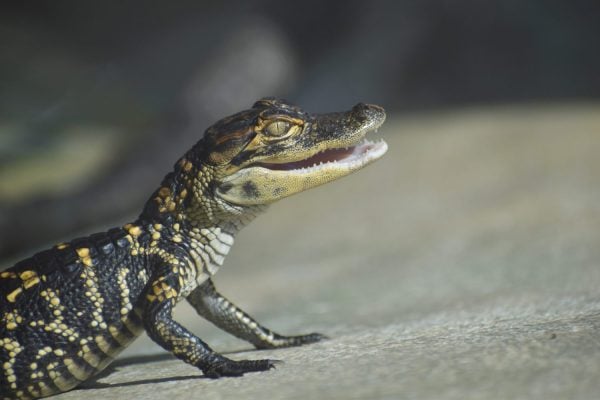 The Animal That Takes "Baby Wearing" to the Next Level - A-Z Animals