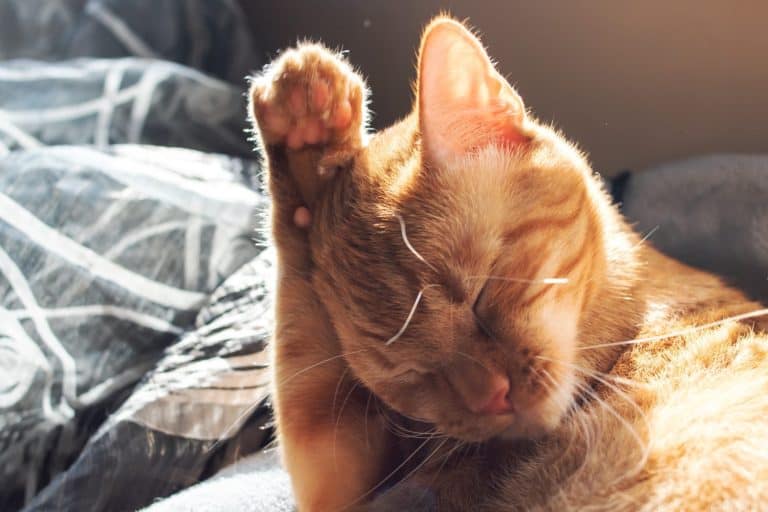 These Are 12 Sounds That Scare Cats the Most - A-Z Animals