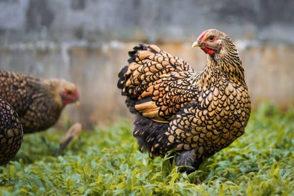 The Pecking Order: How Chickens Decide Who’s Boss - A-Z Animals