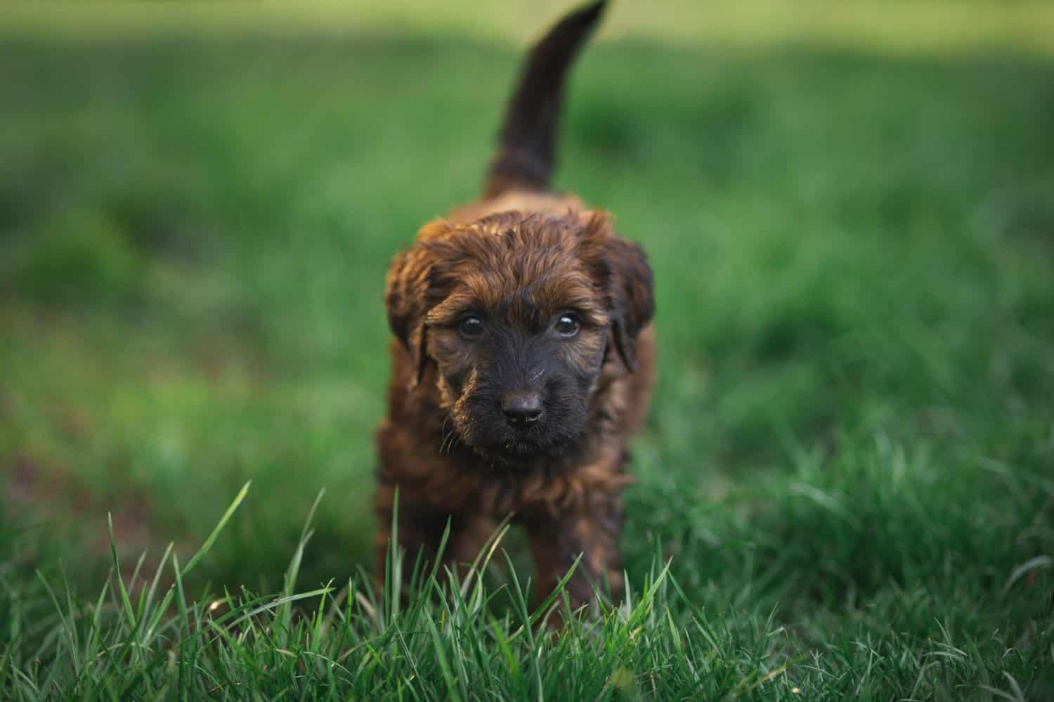 The Hidden Superpowers of Mutts: Why Mixed-Breed Dogs Often Live Longer ...