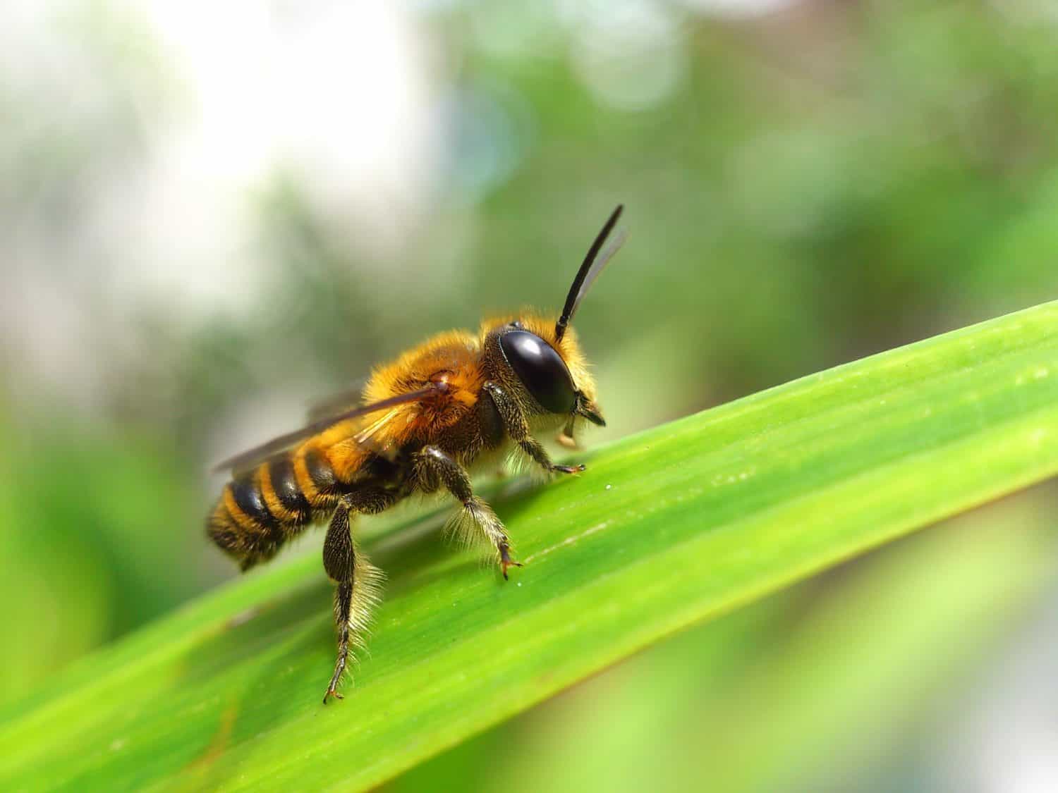 Your A-Z Guide to Bee Species - A-Z Animals