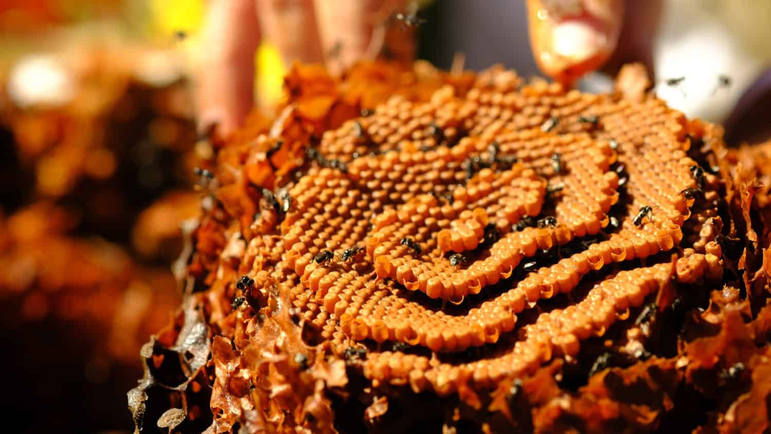 Why Stingless Bees Build Spiral Beehives That Look Like Staircases - A ...