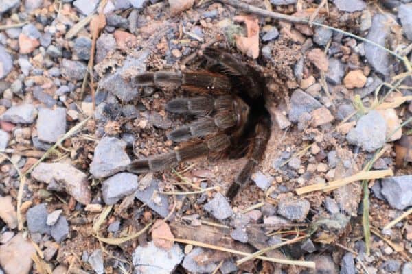 Here's Where You're Like to See Tarantulas in Texas Over the Next Few ...