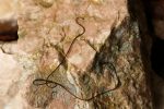 The Deadly Parasite That Forces Praying Mantises to Drown - A-Z Animals