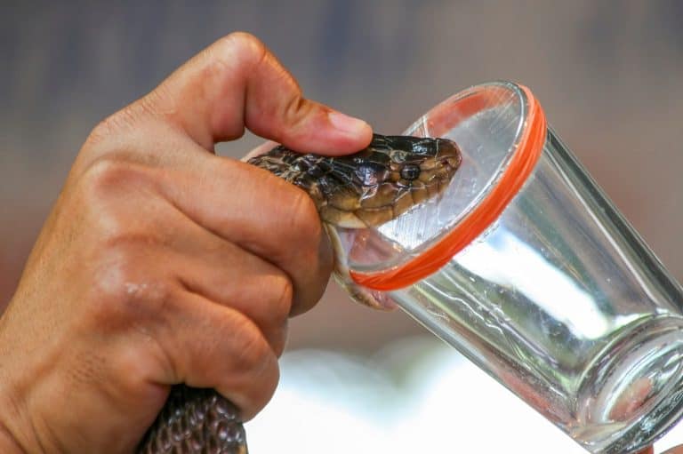 The Truth About Cobras and Their Hidden Fangs - A-Z Animals
