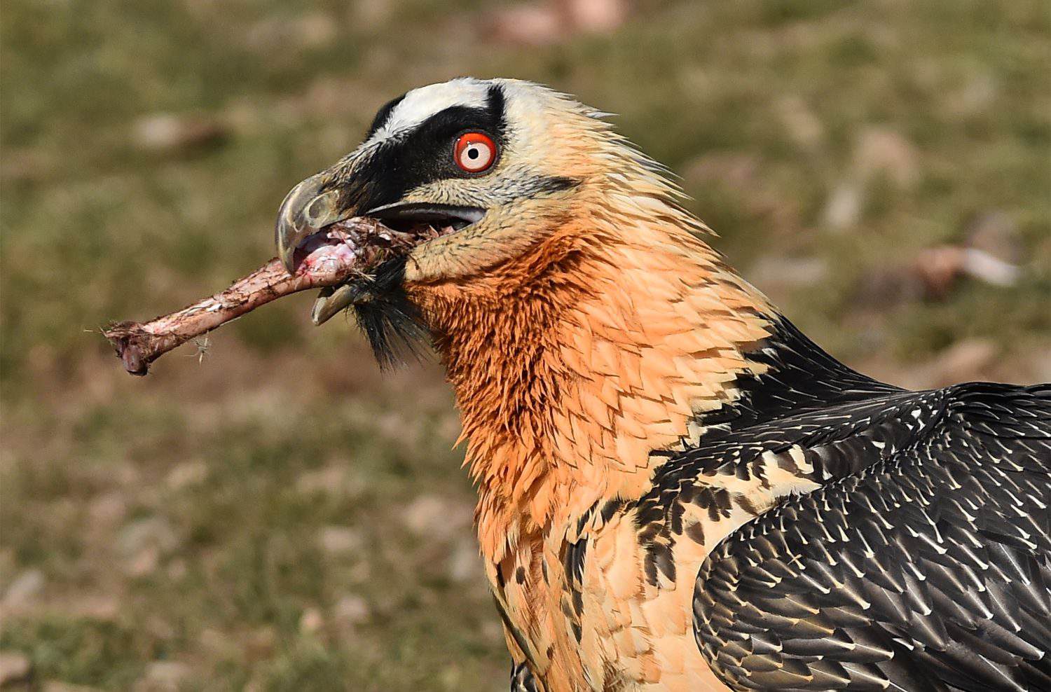 The Bone-Breakers: Meet the Only Animal That Eats Skeletons for ...