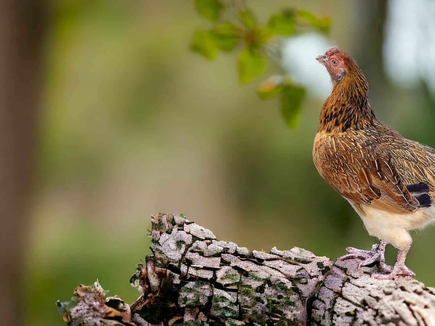 Don't Fall for These Common Myths About Chickens - A-Z Animals