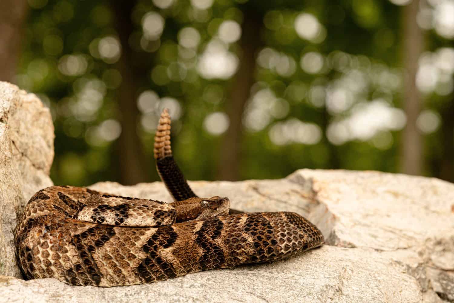 All the Brown Snakes You Can Find in Florida - A-Z Animals