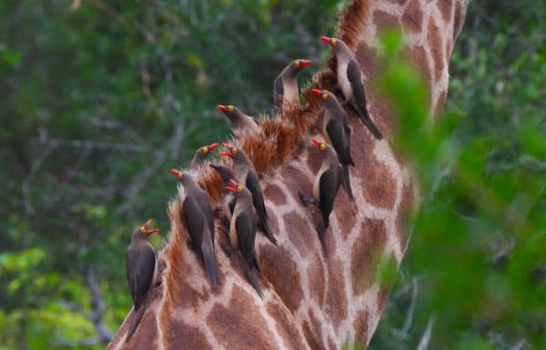 Meet Some of Nature's Oddest Couples - A-Z Animals
