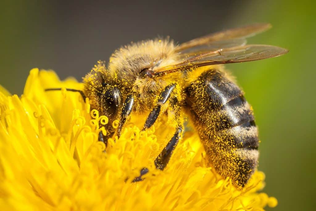 How Bees Divide Work to Keep Their Colonies Alive - A-Z Animals