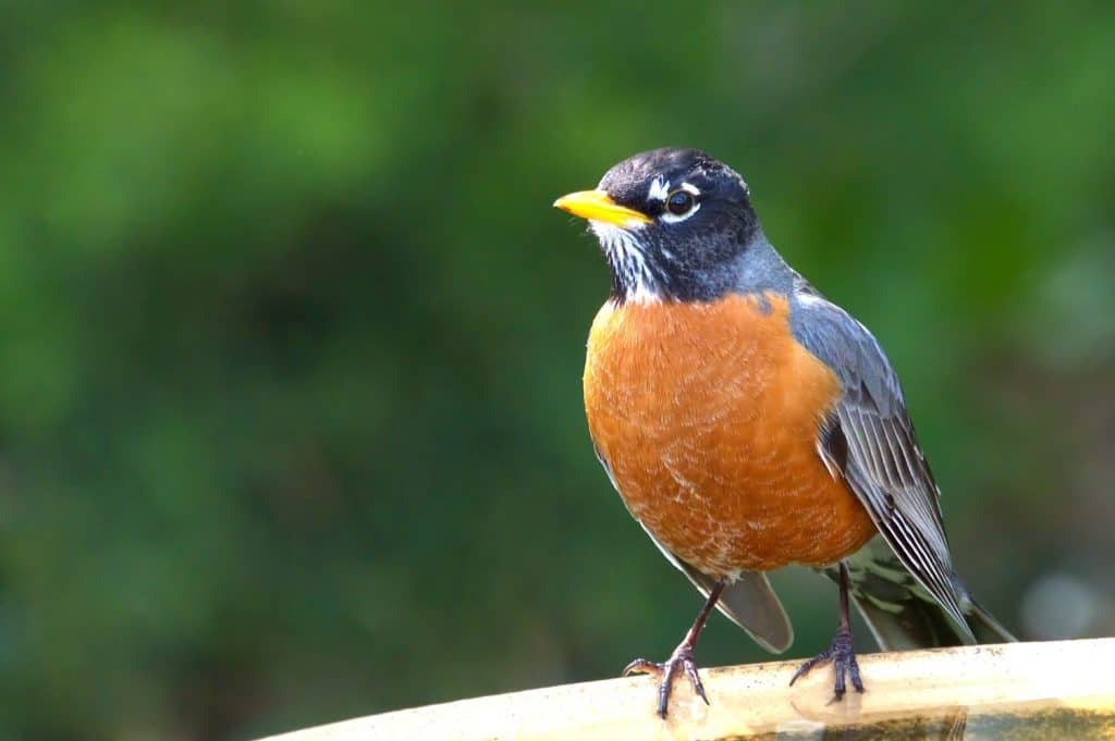 What's the Difference Between a Male vs. Female Robin? How to Tell Them ...