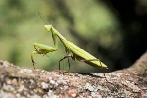 The Deadly Parasite That Forces Praying Mantises to Drown - A-Z Animals
