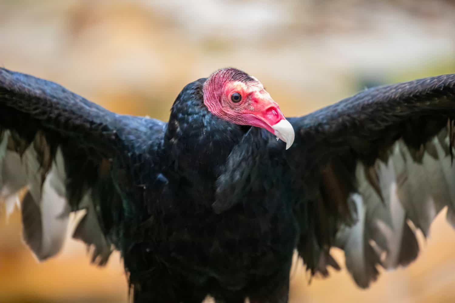 Turkey Vulture Bird Facts - Cathartes aura - A-Z Animals