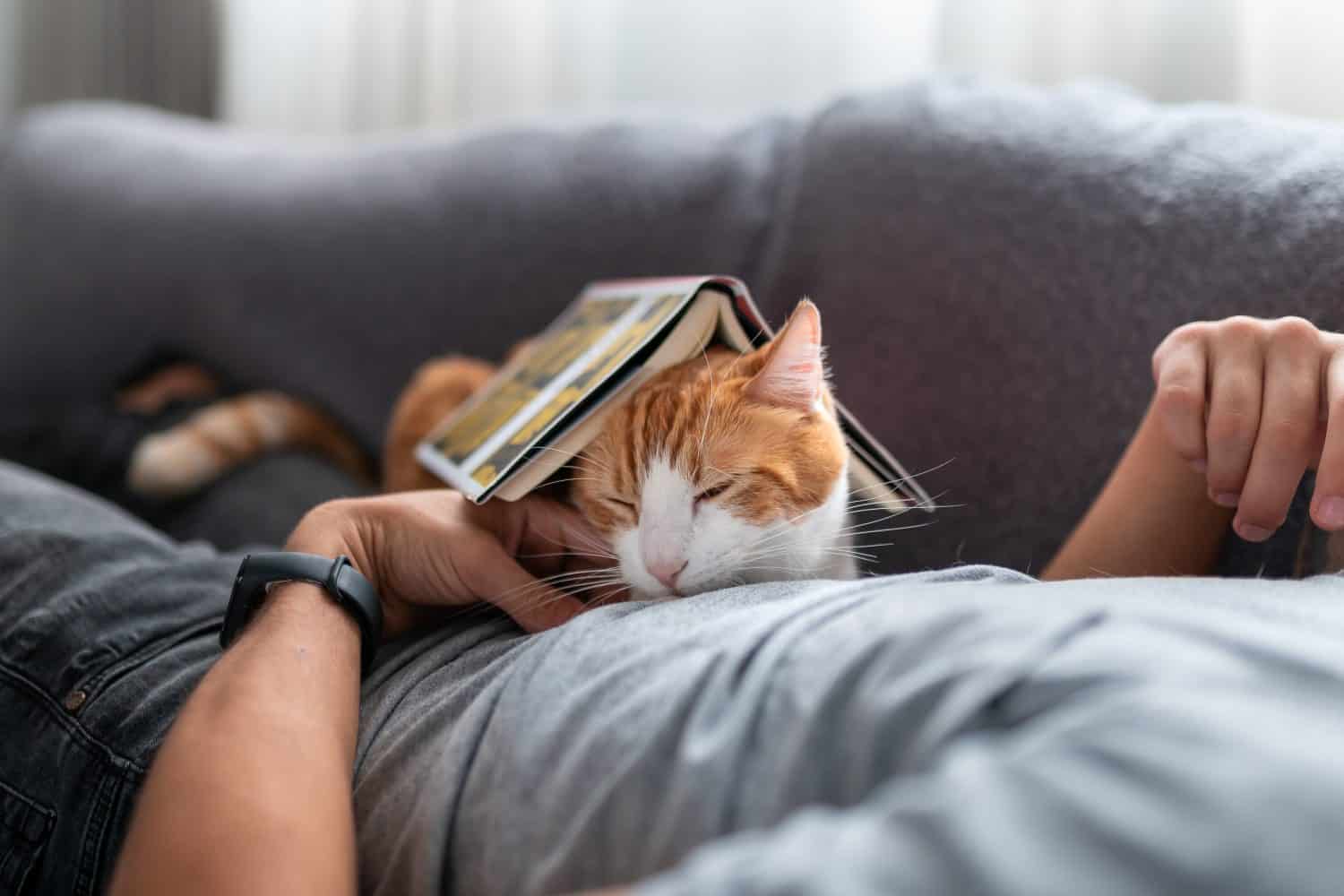 Curl Up With These 31 Cozy Cats This Fall - A-Z Animals