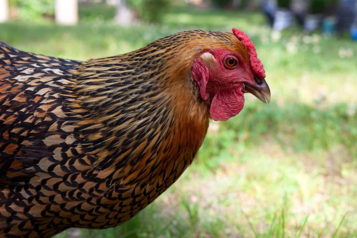 Golden Laced Wyandotte Chickens