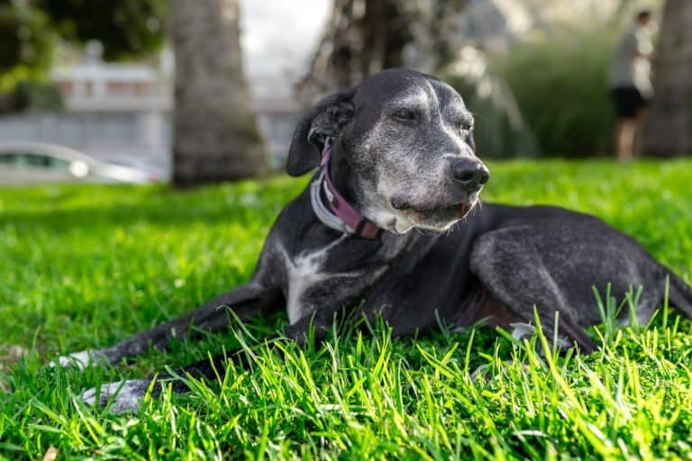 Expert Advice for Training Older Dogs - A-Z Animals