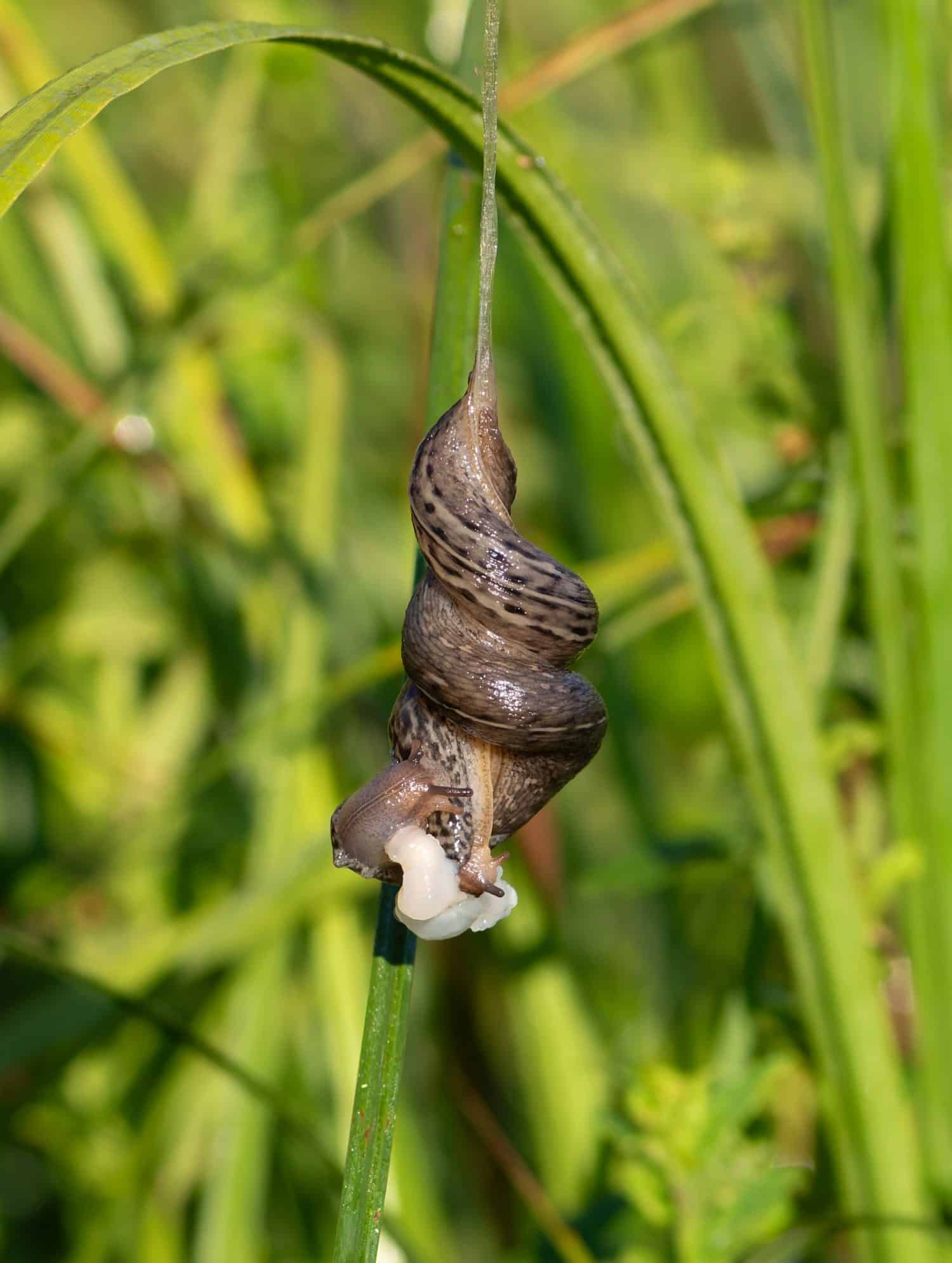 What Makes Snails and Slugs Different? - A-Z Animals