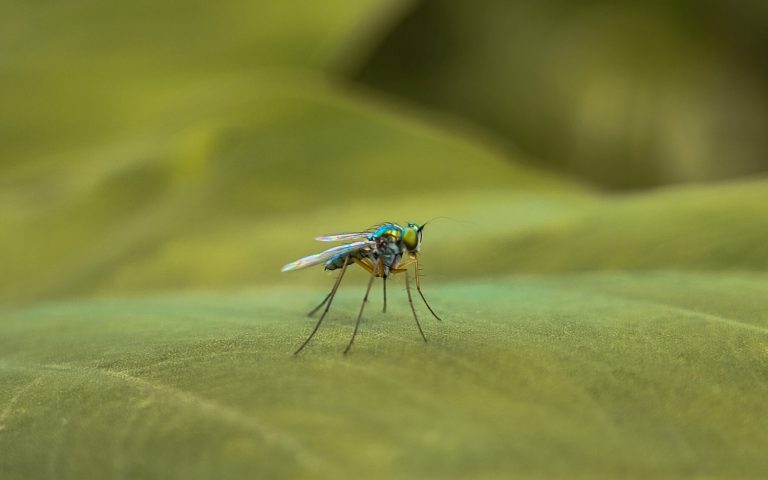 Deadliest Insects Found in the U.S. (And Where They Thrive) - A-Z Animals
